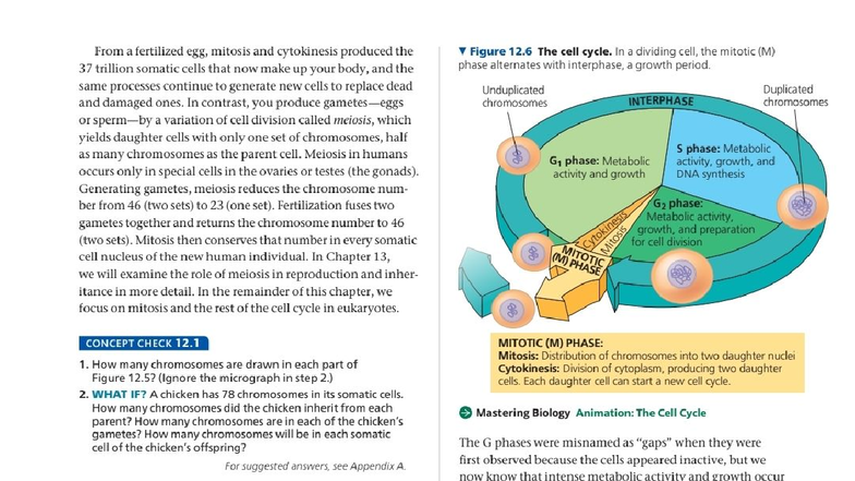 Biology 101: Mitosis, Meiosis, and the Cell Cycle Overview - Studocu
