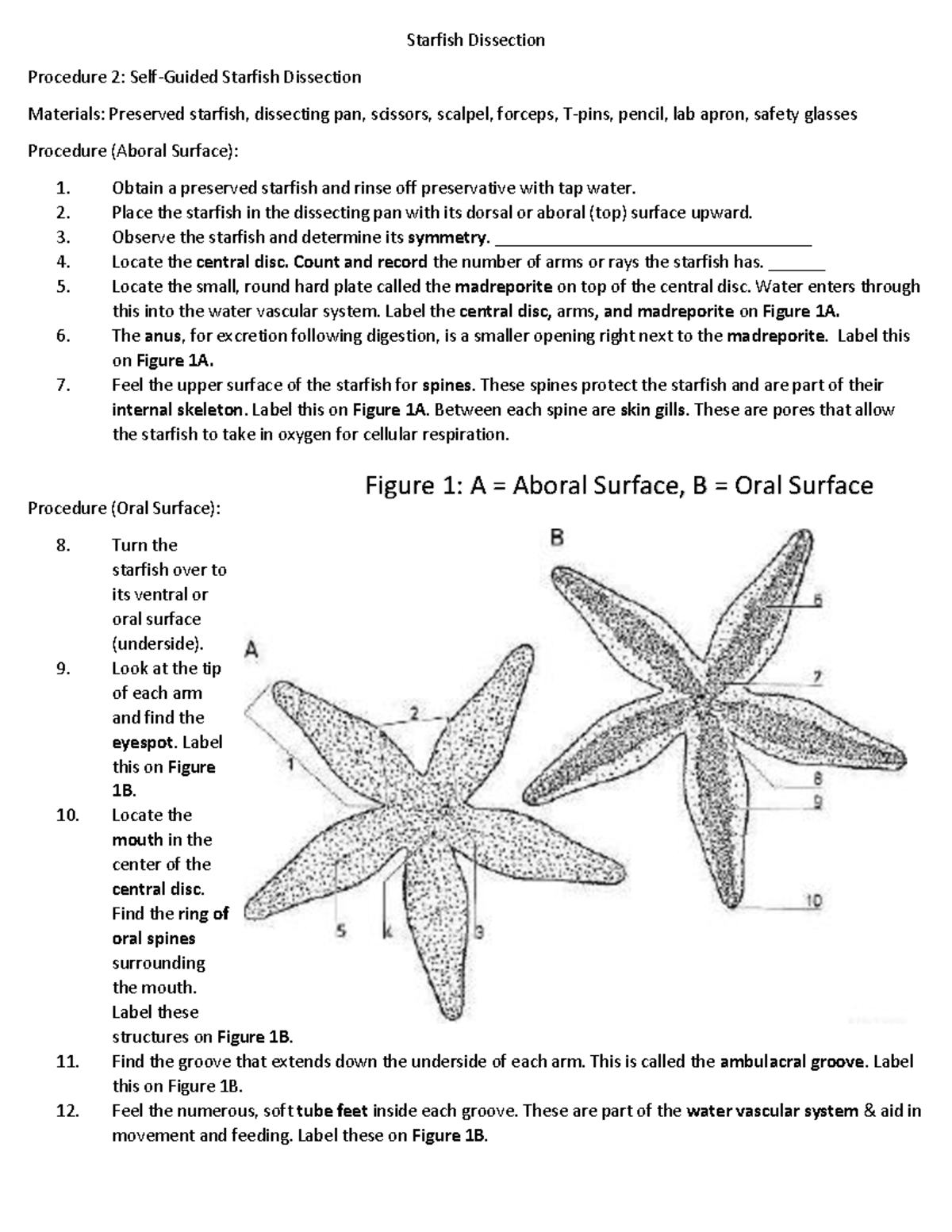DC Biology Starfish Dissection Guide: Procedures and Anatomy Insights ...
