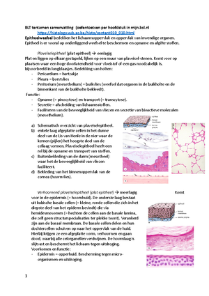 Epitheel samenvating - EPITHEEL Welke typen epitheel zijn er en waar ...