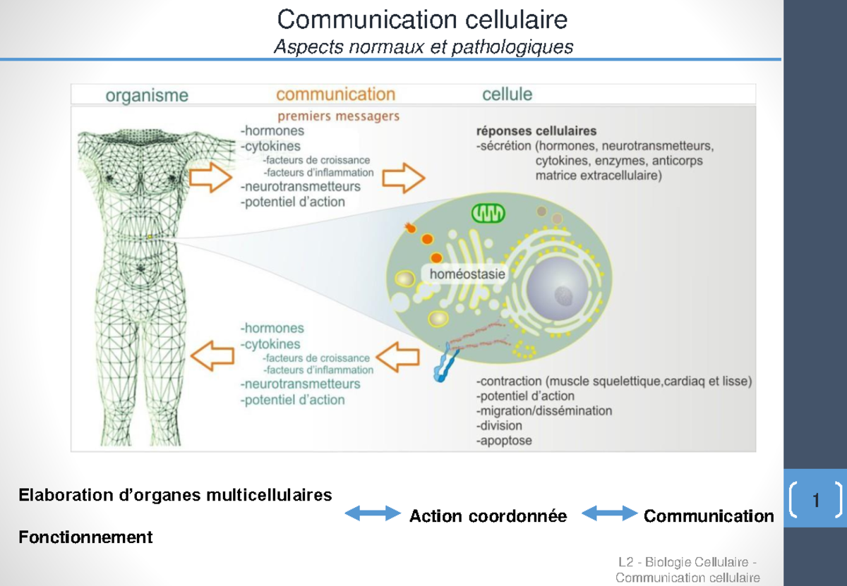 Communication Cellulaire: Aspects Normaux et Pathologiques (L2 Biologie ...