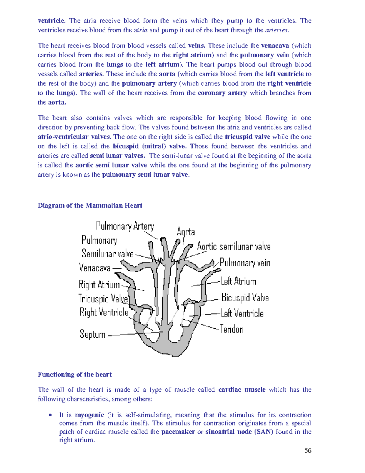 Fff - Overview of Heart Anatomy and Function - Studocu