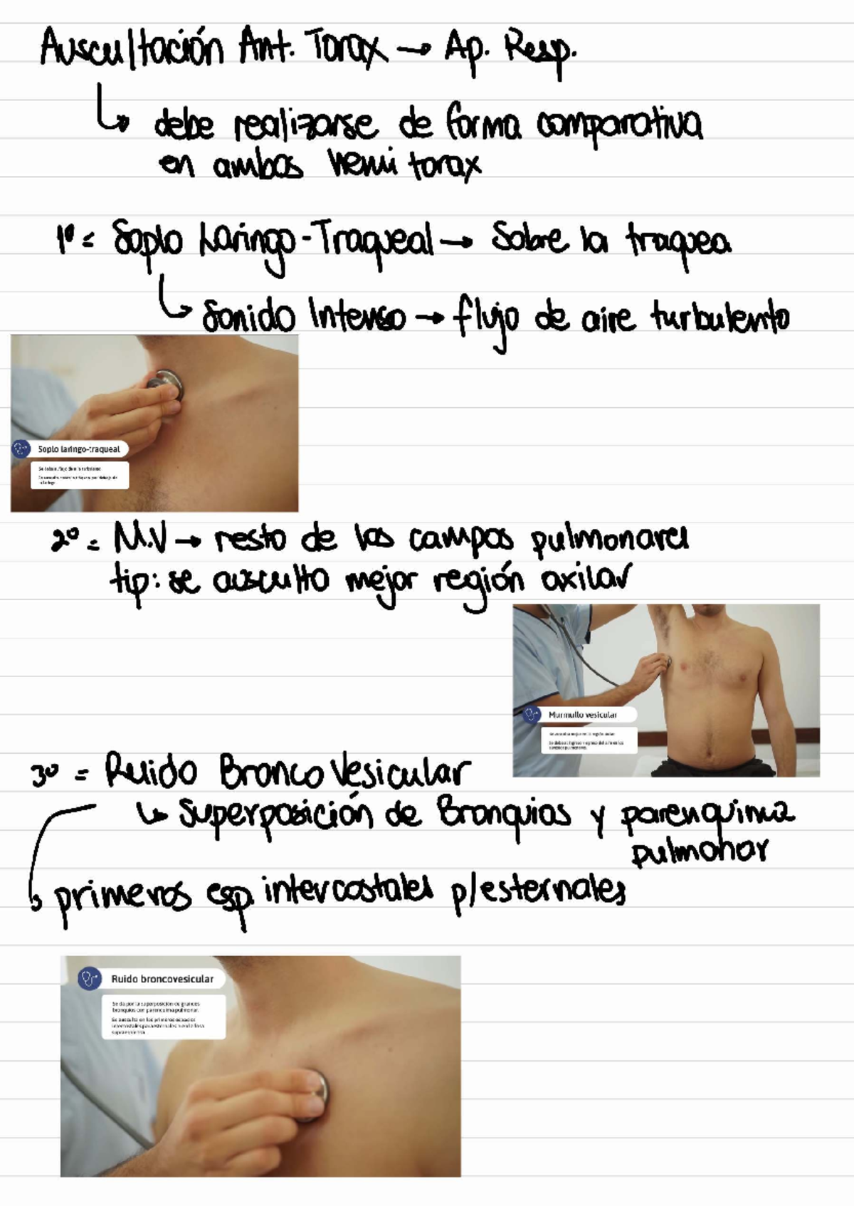 Semio Torax: Auscultation Focus Notes (260422) - Studocu