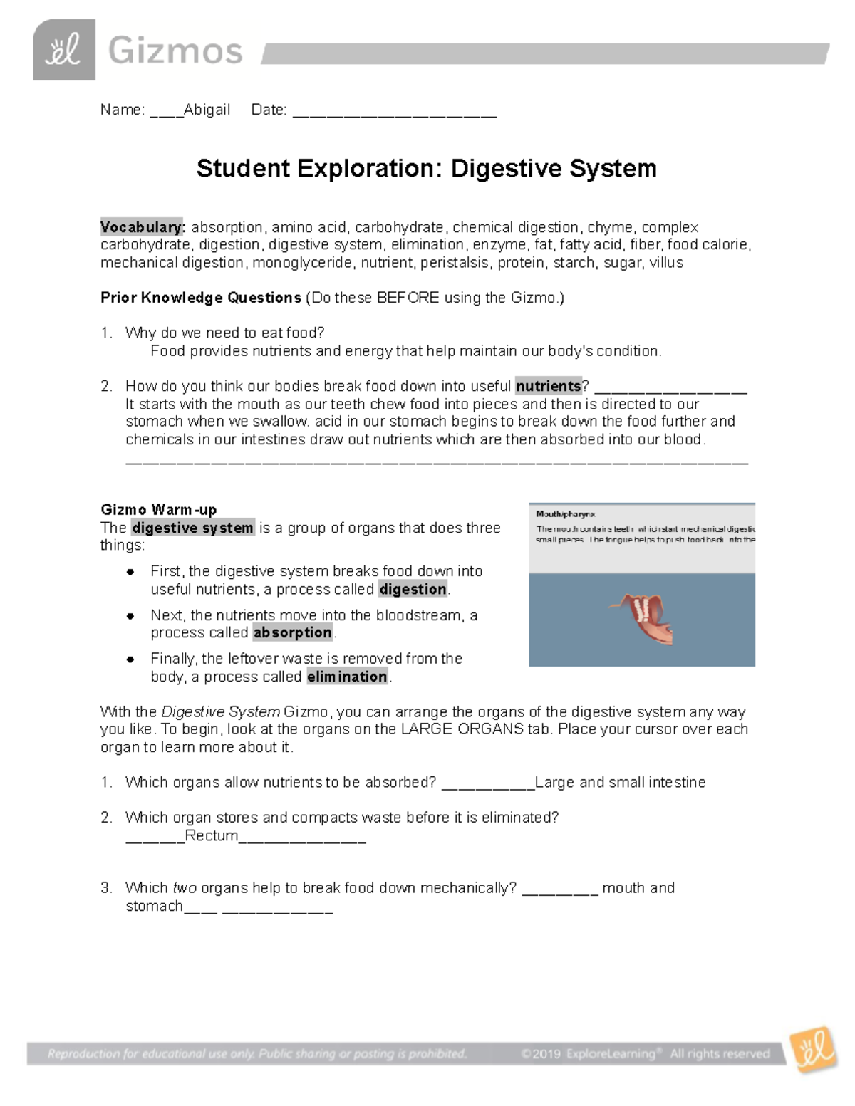 Digestive System Exploration: Gizmo Activity for Bio 101 - Studocu