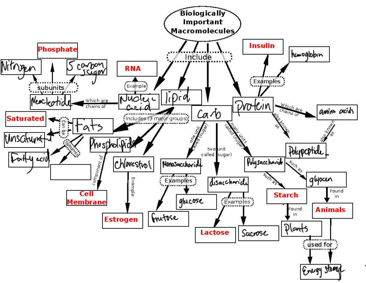 Macromolecules-concept - Biologically Important Macromolecules Includes ...