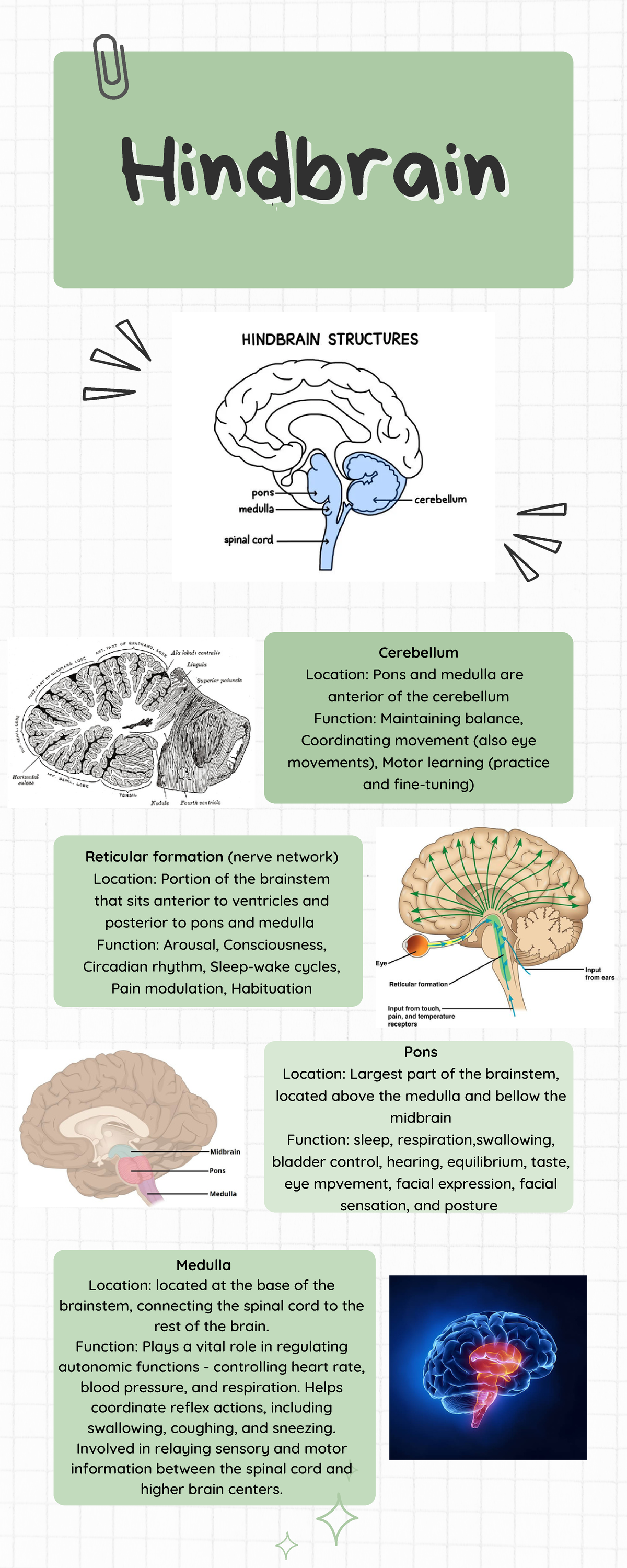 Factsheet - HindbrainHindbrain Cerebellum Location: Pons and medulla ...