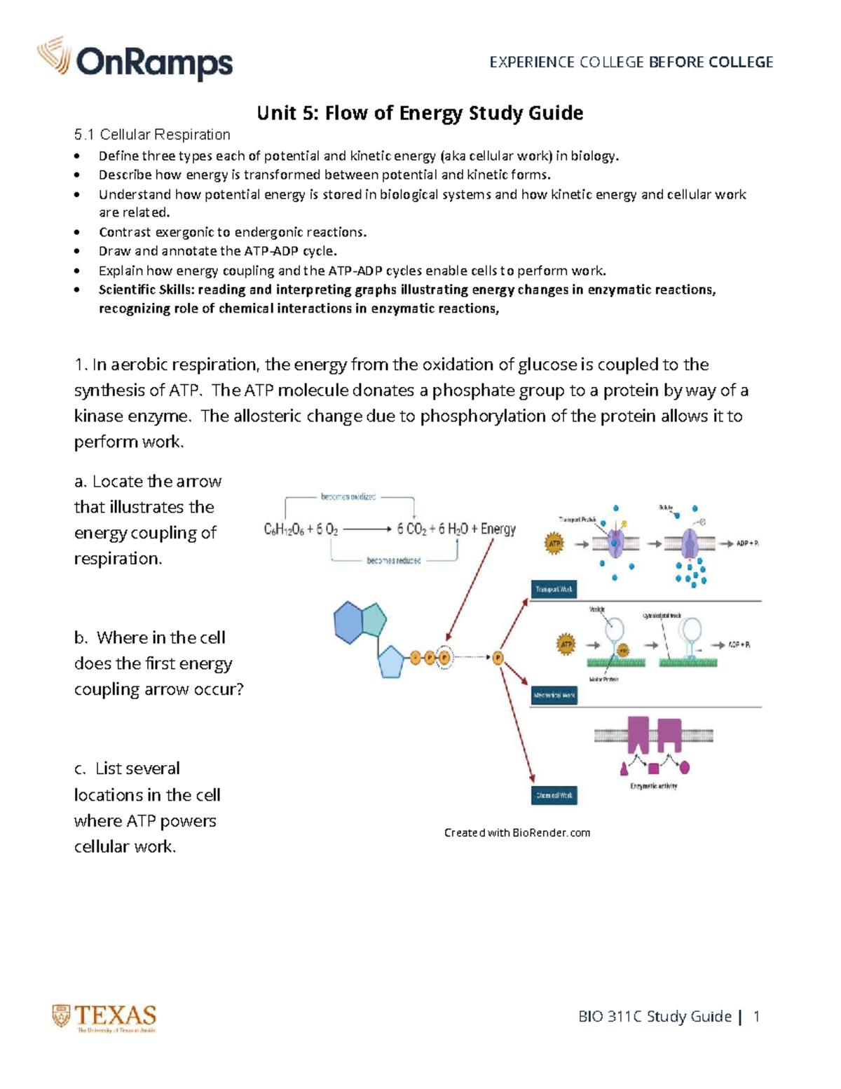 BIO 311C Study Guide: Energy Flow and Cellular Respiration - Studocu