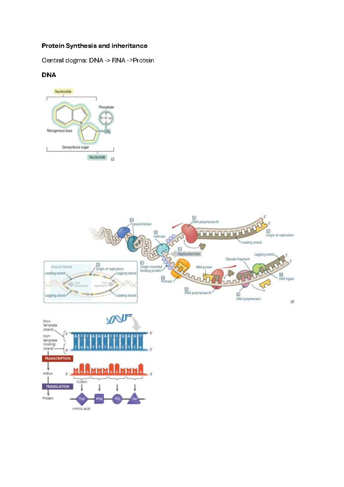 Protein Synthesis & Inheritance: Module 5.6 Review Questions - Studocu