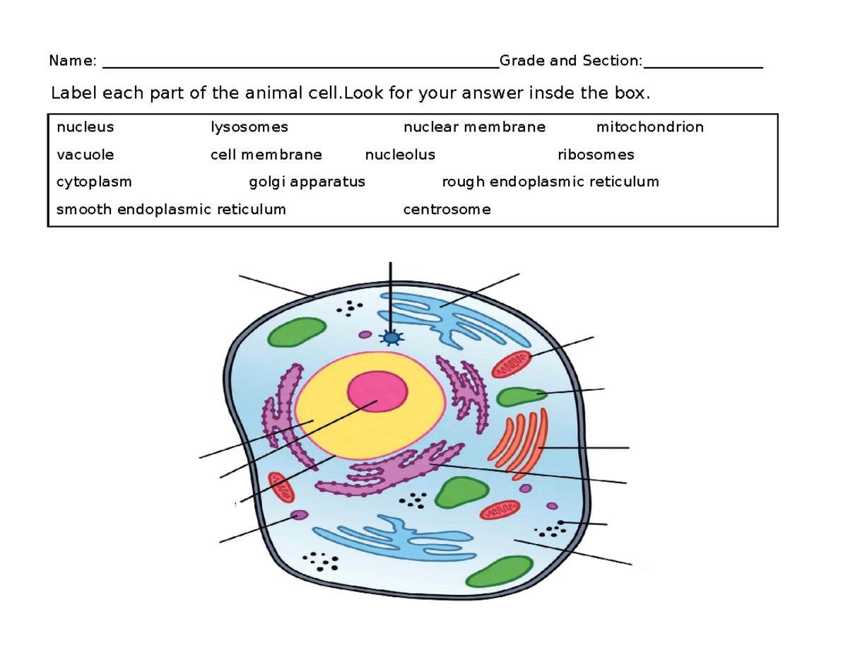 Animal Cell Labeling - types of cells activity - Elementary Education ...