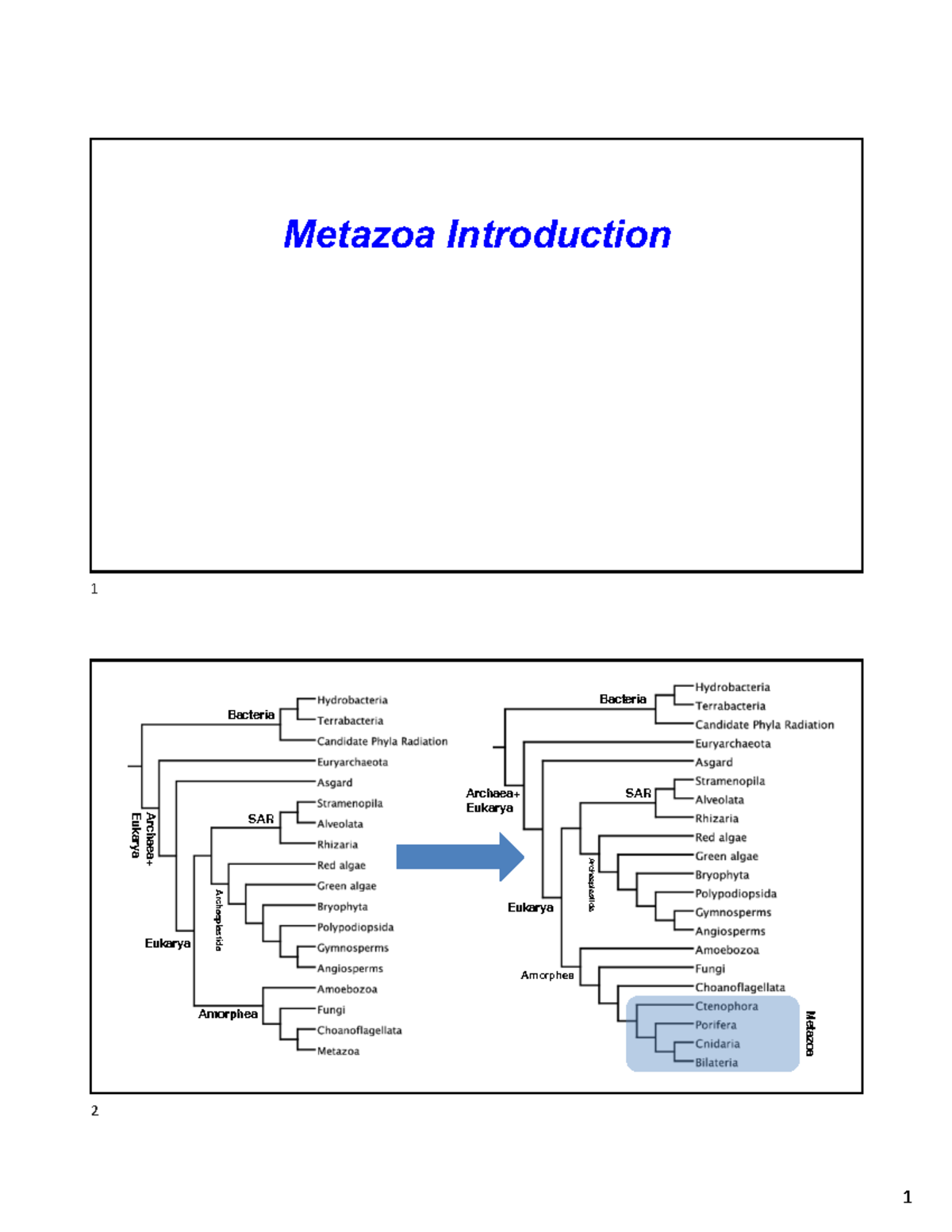 BIOL2010-23 Final Exam Notes: Metazoa Introduction and Evolution ...