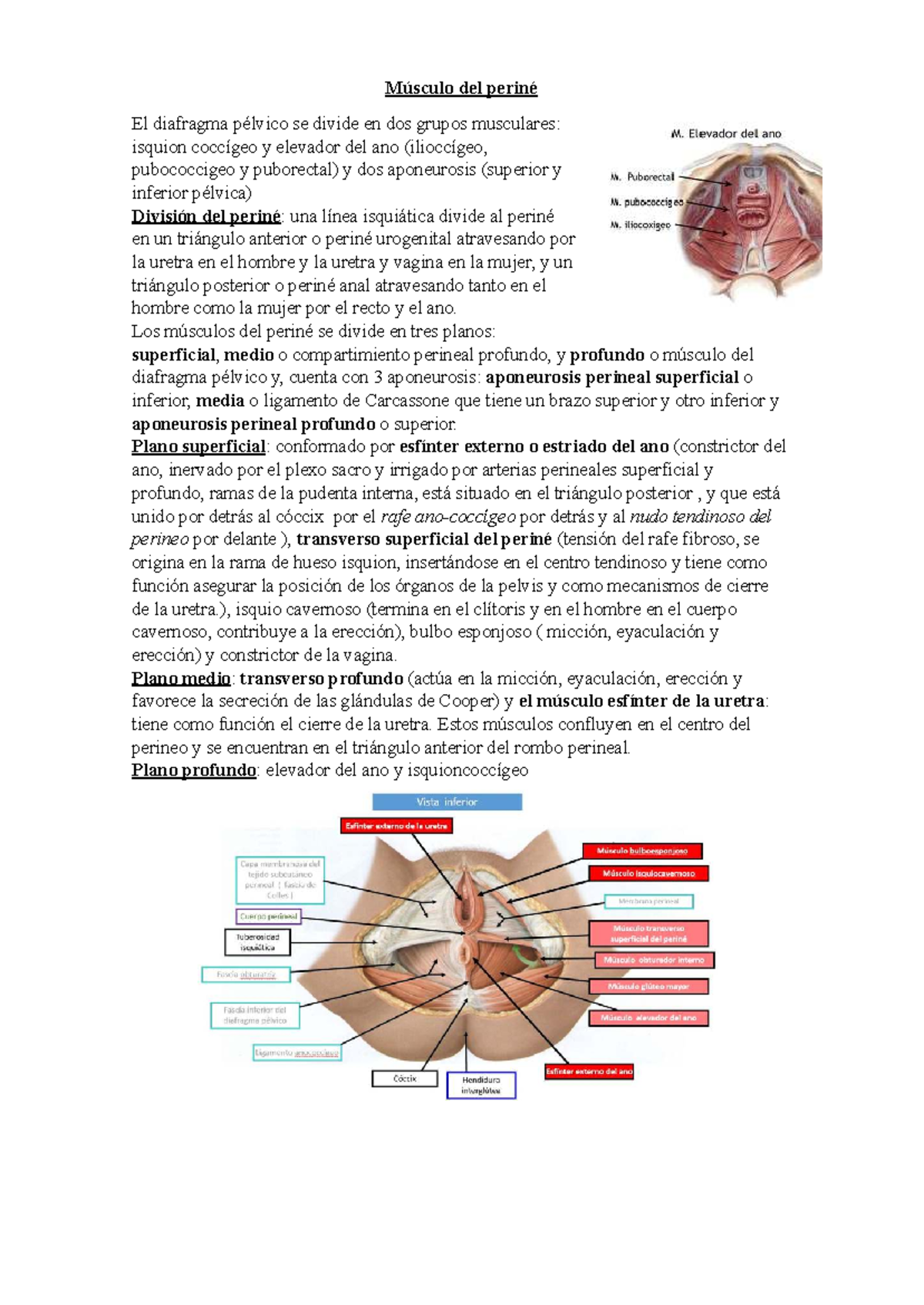 Músculos del Periné y Episiotomía: Apuntes de Anatomía y Parto - Studocu