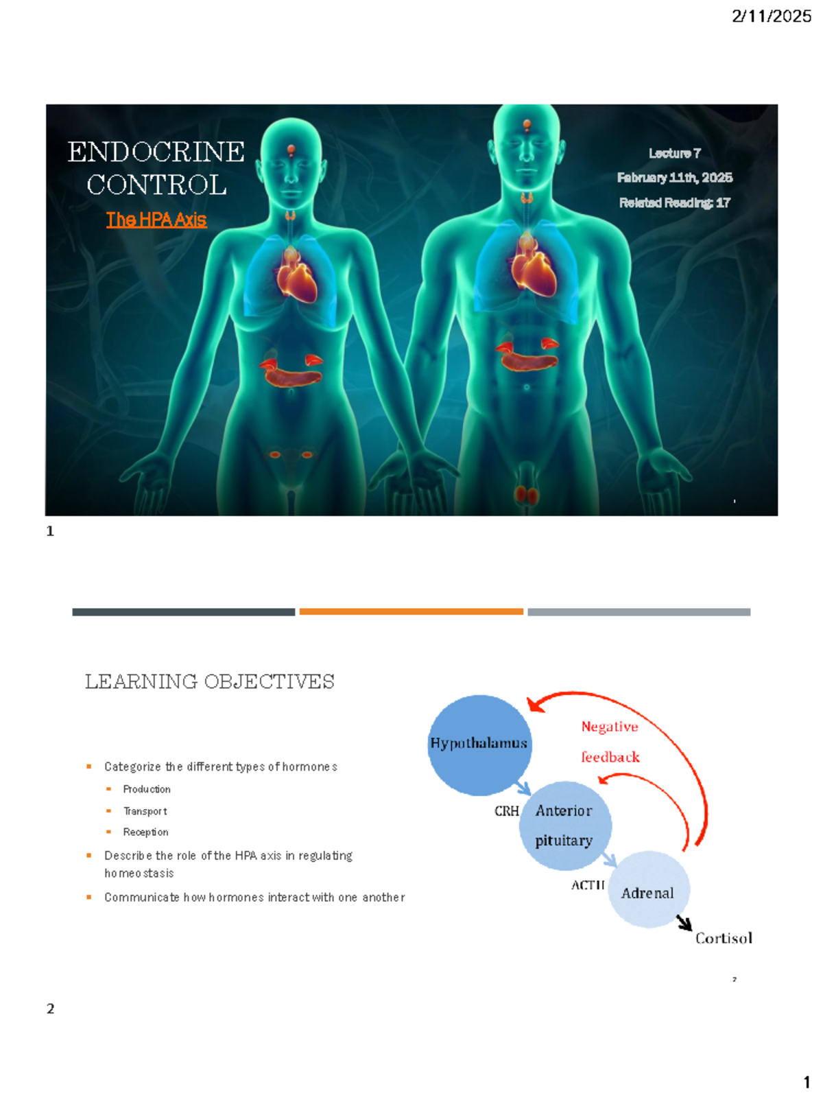 Endocrine System: Hormone Types, Functions & Regulation (Biol 101 ...