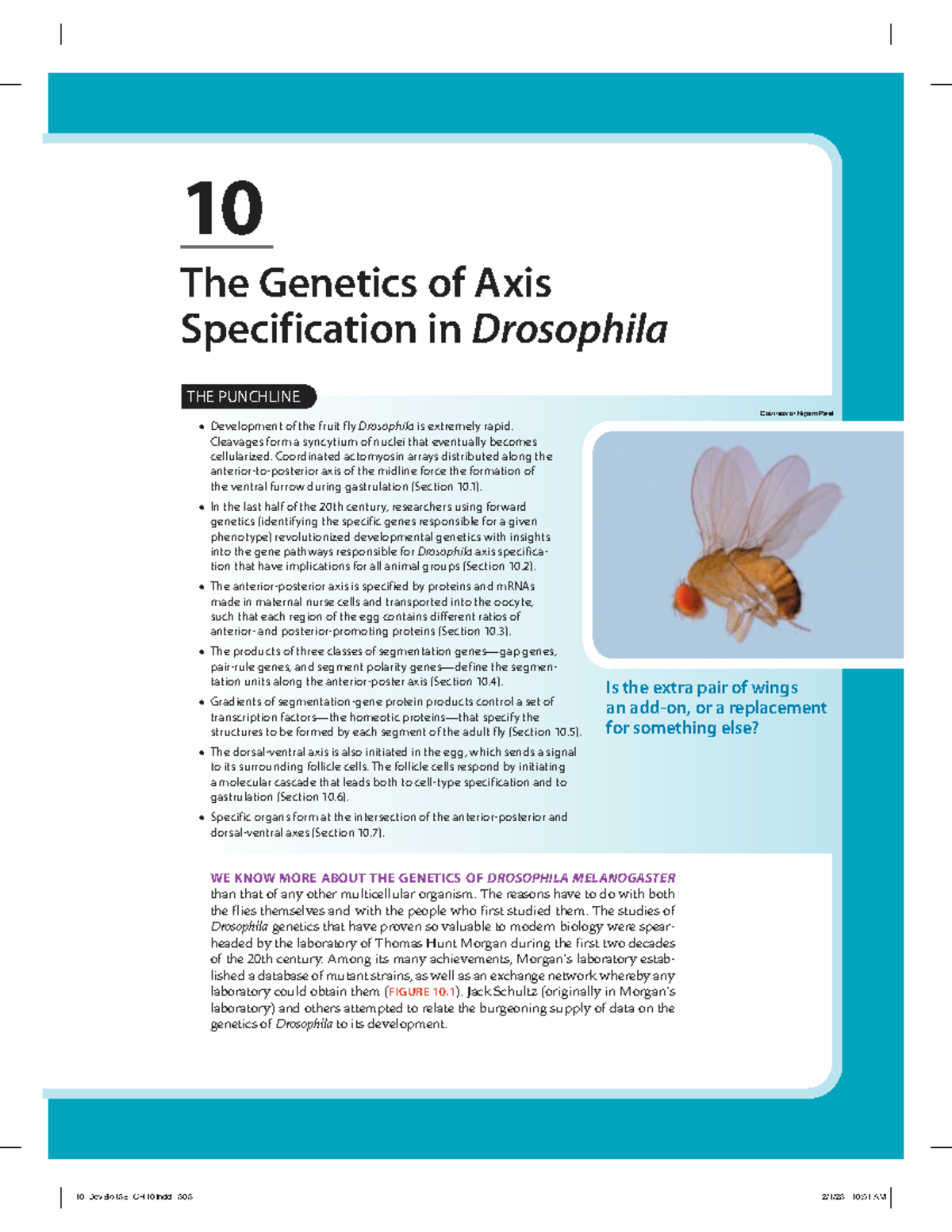 Chapter 10: The Genetics of Axis Specification in Drosophila (DevBio ...