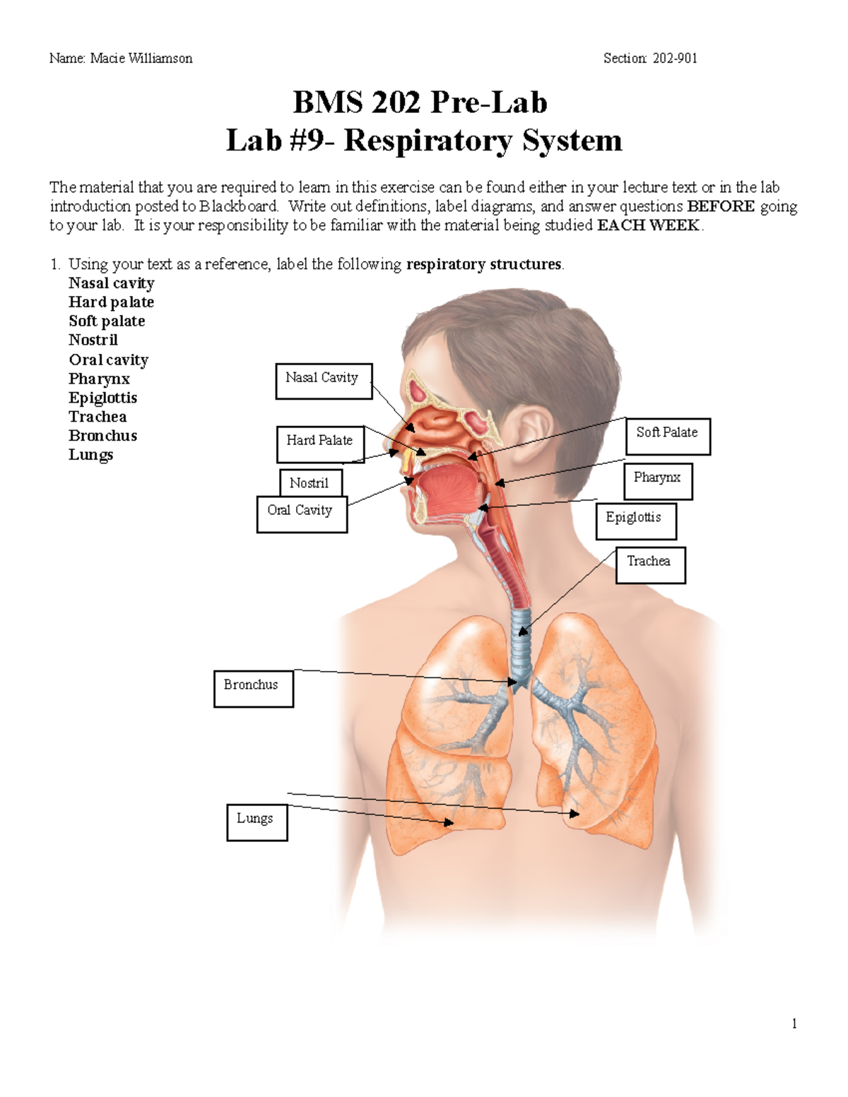 BMS 202 Pre-Lab #9: Exploring the Respiratory System Functions - Studocu