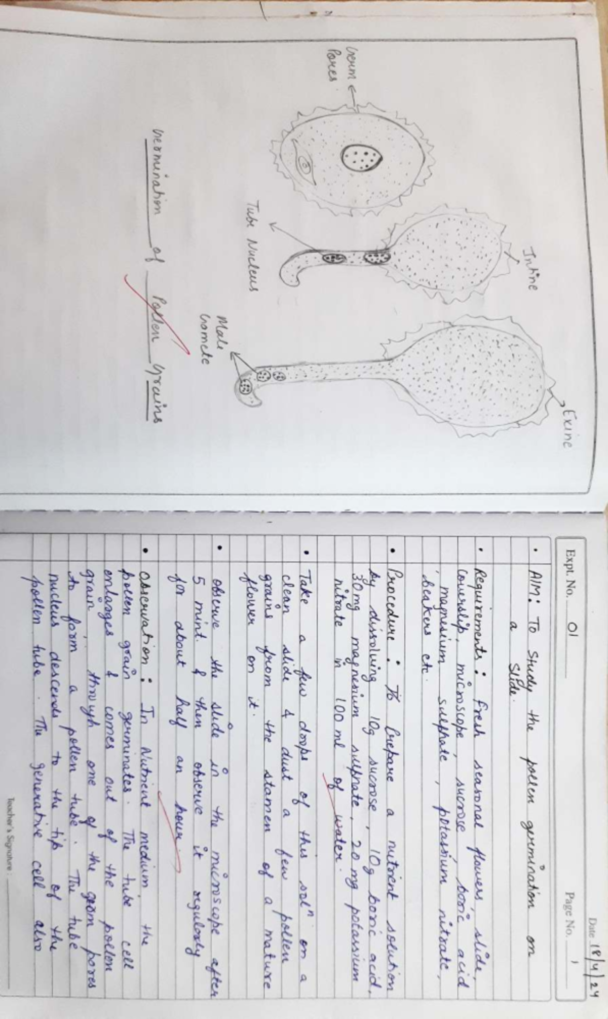 Biology Practical File: Pollen Germination & DNA Isolation Expts. - Studocu