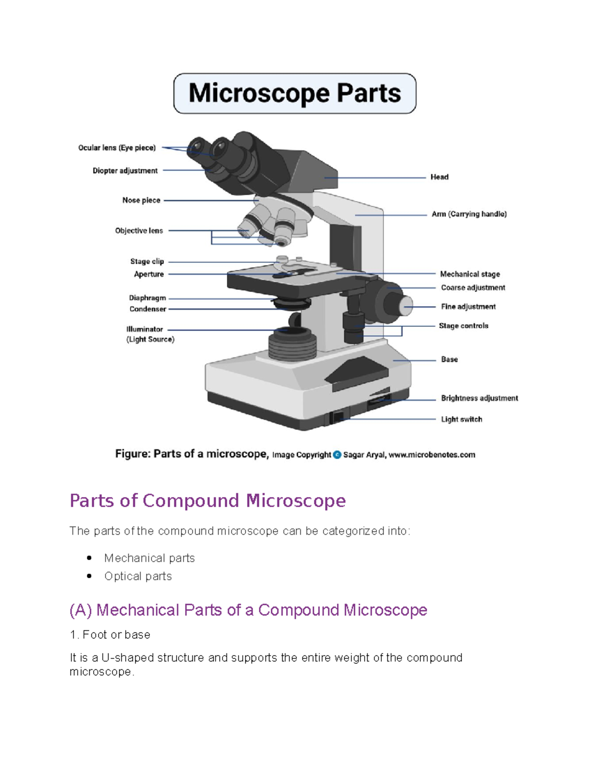 Parts of Compound Microscope - Pillar It is a vertical projection. This ...