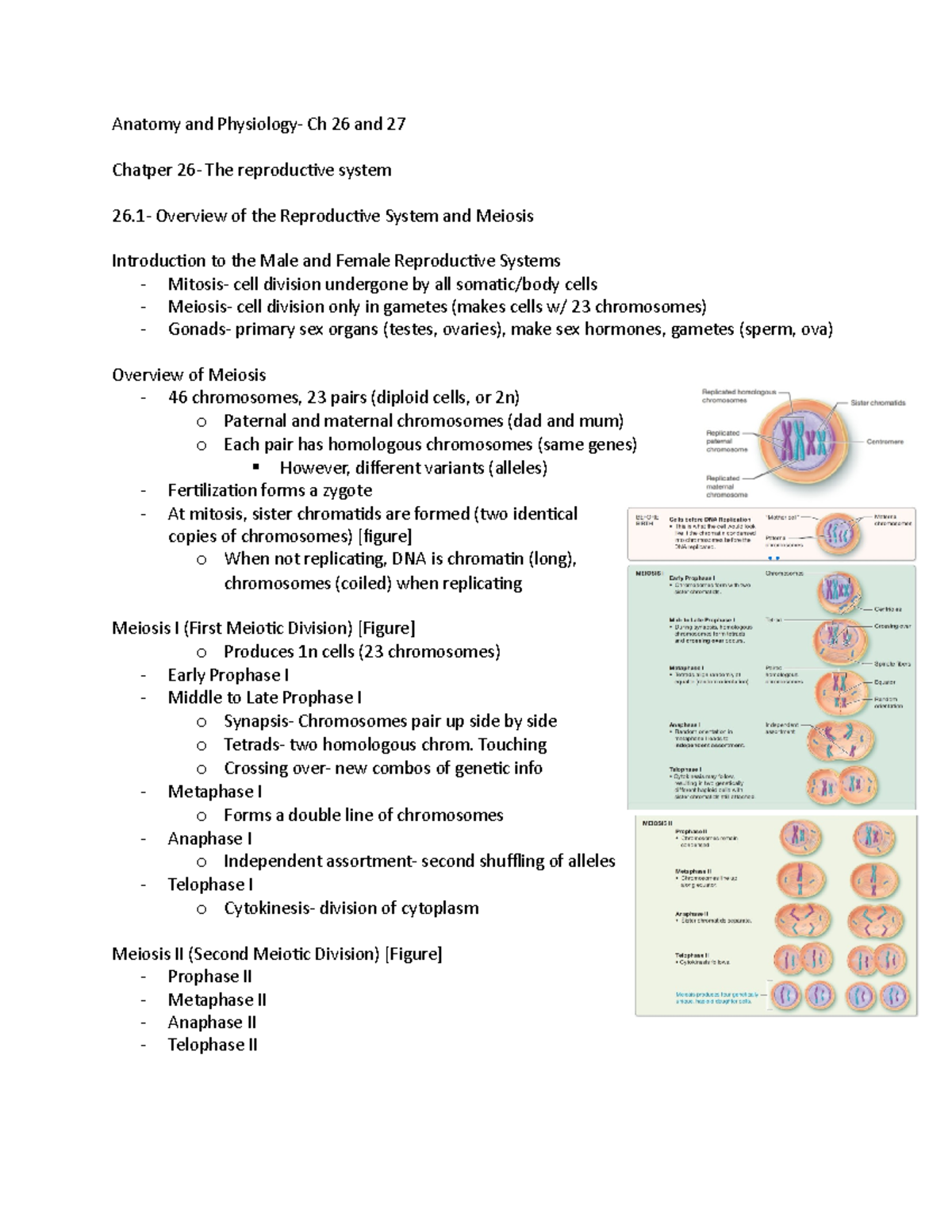Final Lecture Exam Readings - Human Anatomy & Physiology - Anatomy and ...