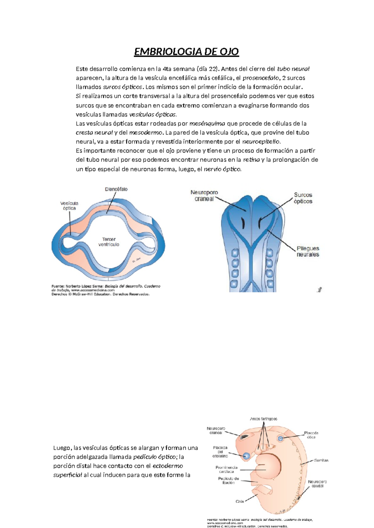 Embriología del Ojo: Desarrollo y Formación de la Cúpula Óptica - Studocu