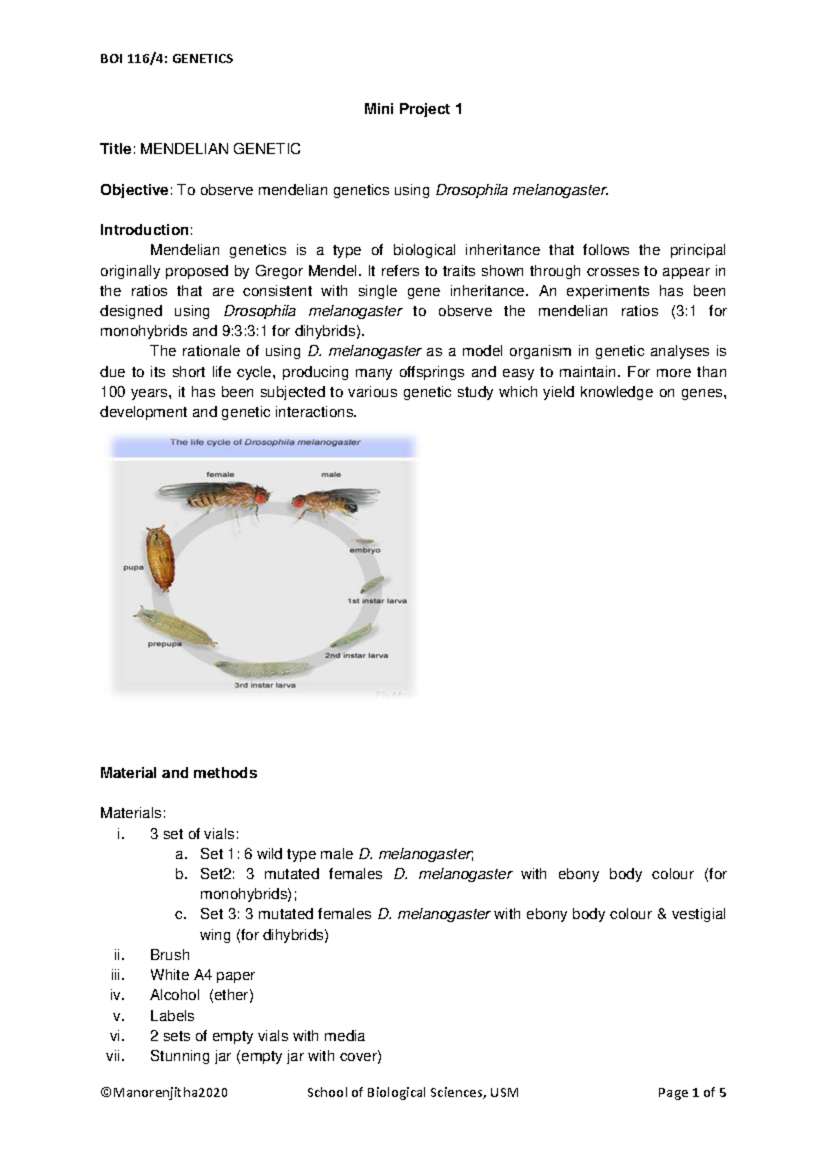 BOI GENETICS Mini Project 1: Observing Mendelian Genetics in Drosophila ...