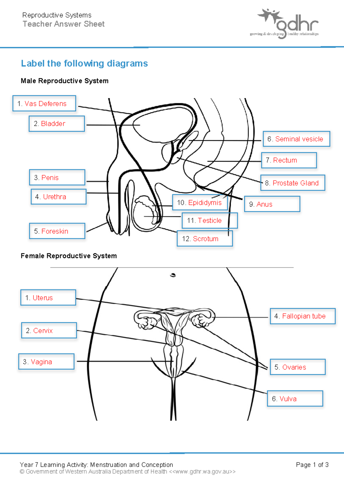Year 7 Reproductive Systems Teacher Answer Sheet - Studocu
