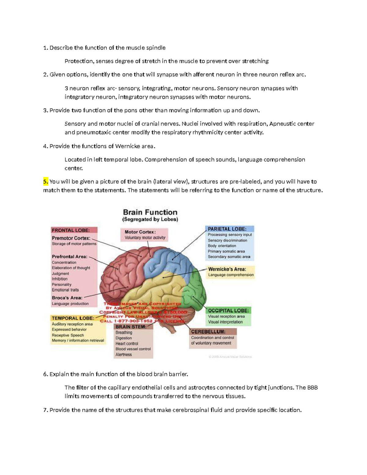 Ch 13 & 14 Exam Guide: Muscle Spindles, Reflexes & CNS Functions - Studocu