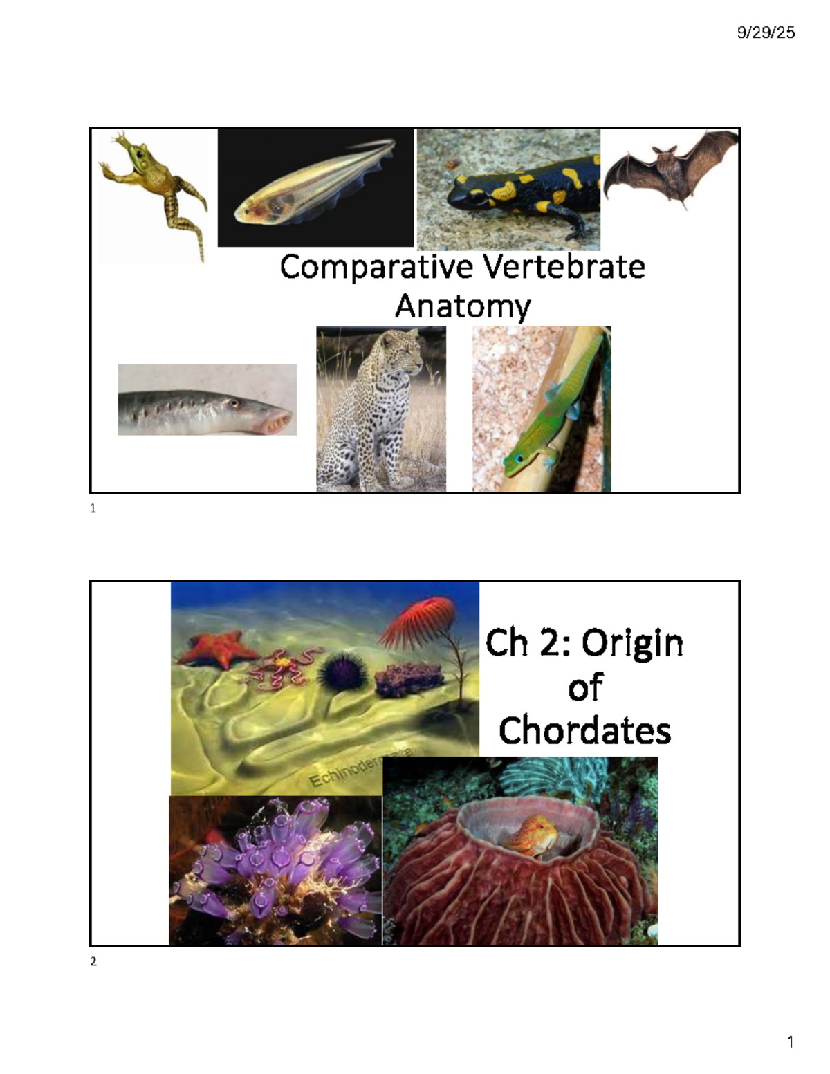 Comparative Vertebrate Anatomy 1: Chordate Evolution & Origins Notes ...