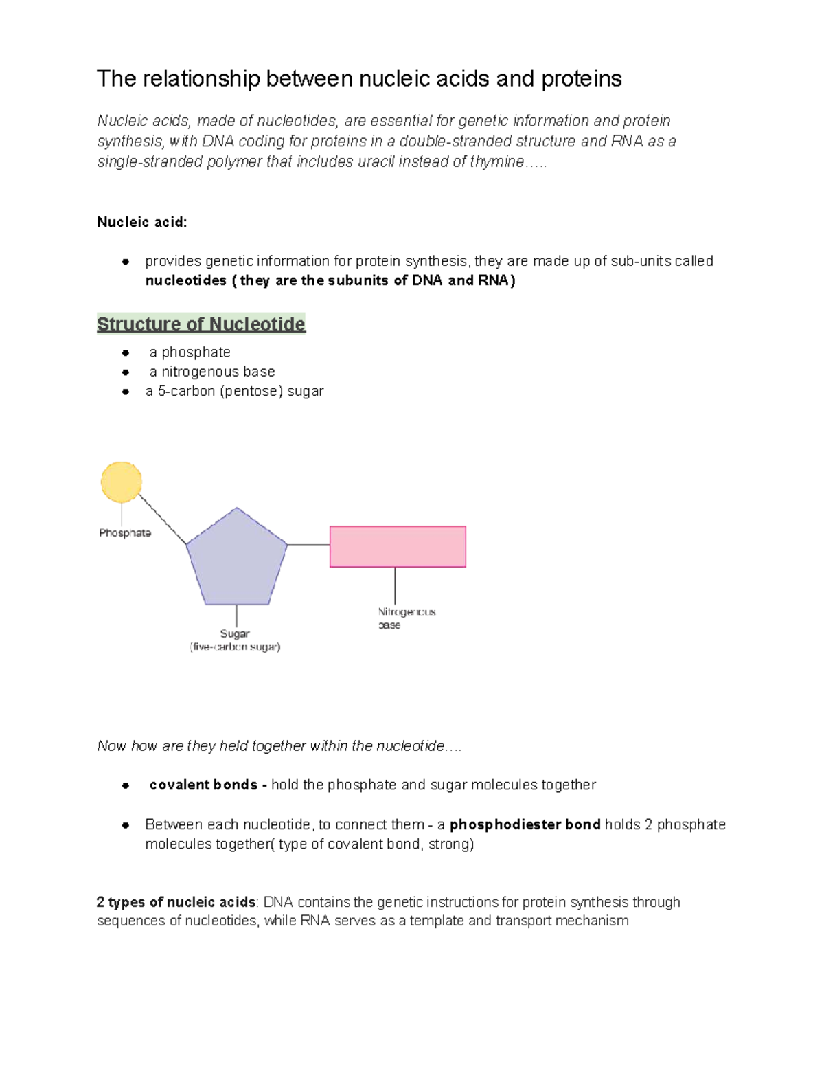 Biology Unit 3: Chapter 1 - Nucleic Acids and Protein Synthesis ...