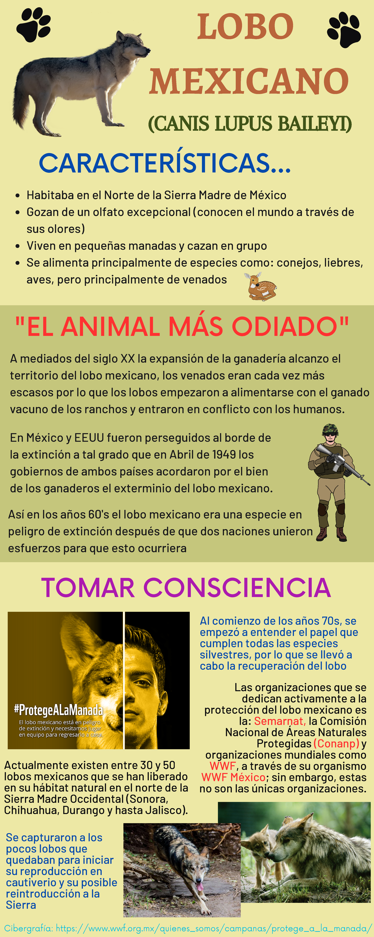 LOBO Mexicano: Historia y Conservación en México (Canis lupus baileyi ...