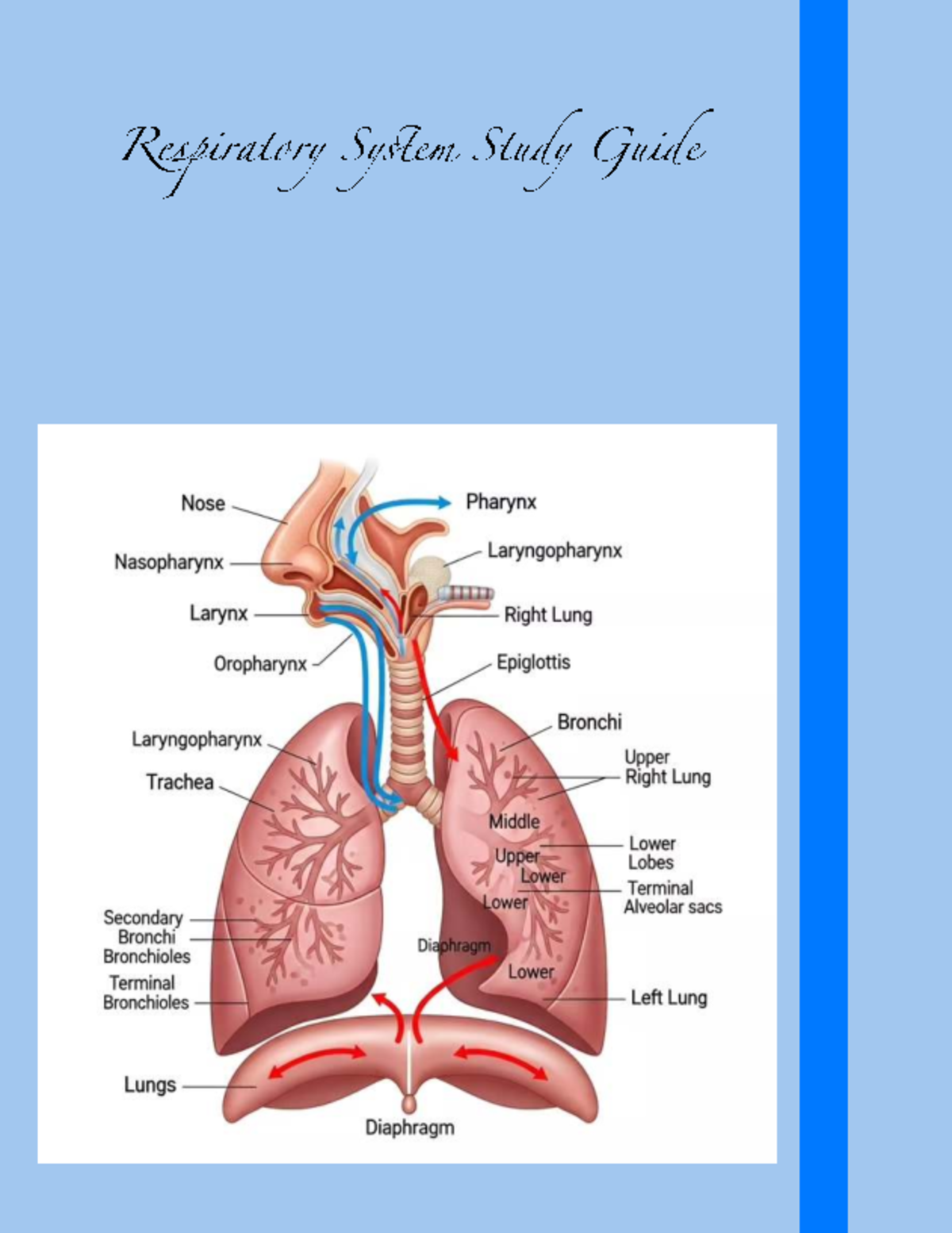 Respiratory System Study Guide: Key Concepts and Disorders - Studocu