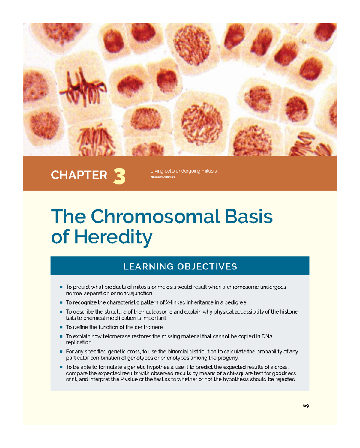 14 Chapter 3 The Chromosomal Basis of Heredity - 69 Living cells ...