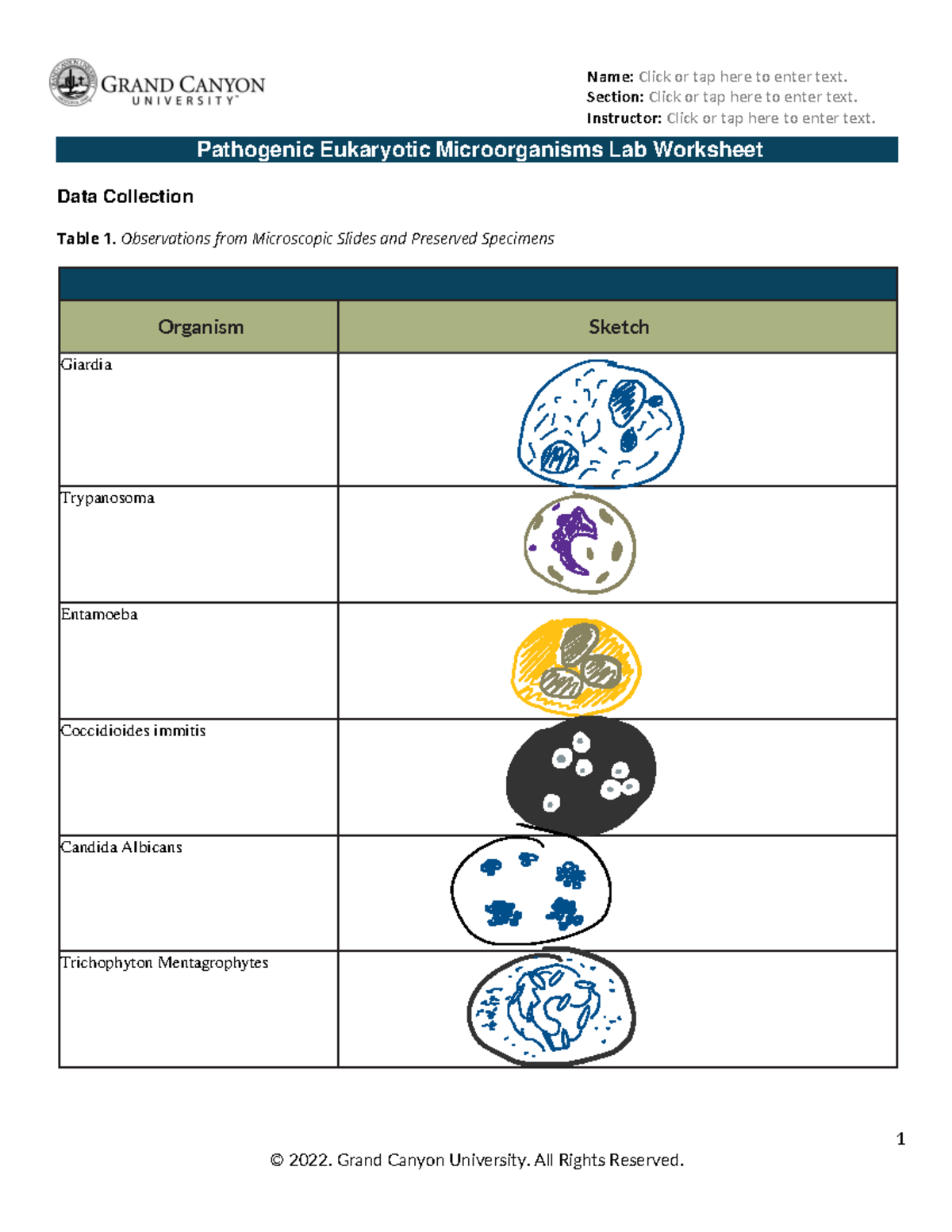 BIO-205L-RS-T6: Lab 13 Worksheet on Pathogenic Eukaryotic ...