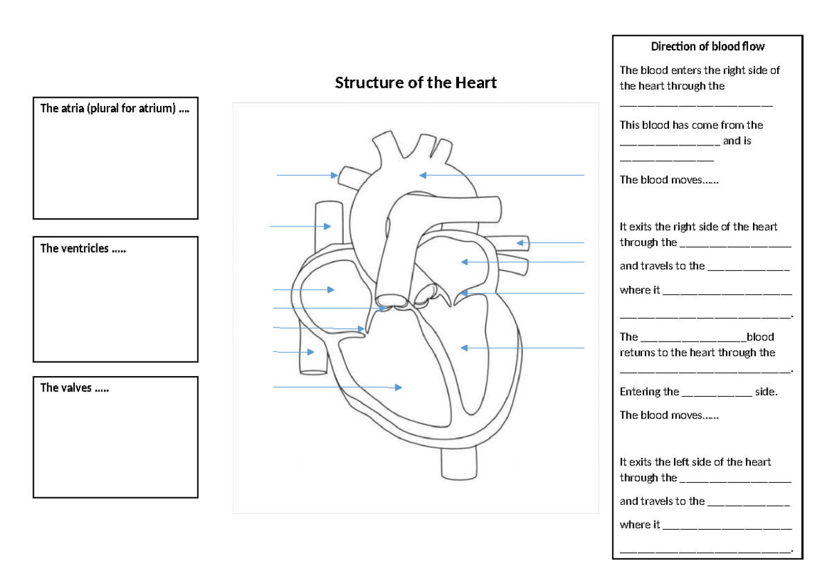 Structure of the Heart review - Structure of the Heart The atria ...