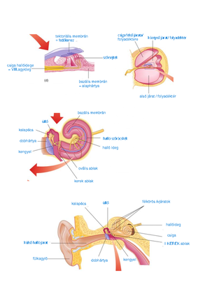 Játékpedagógia kidolgozott tételek - Az Óvodai nevelés országos ...