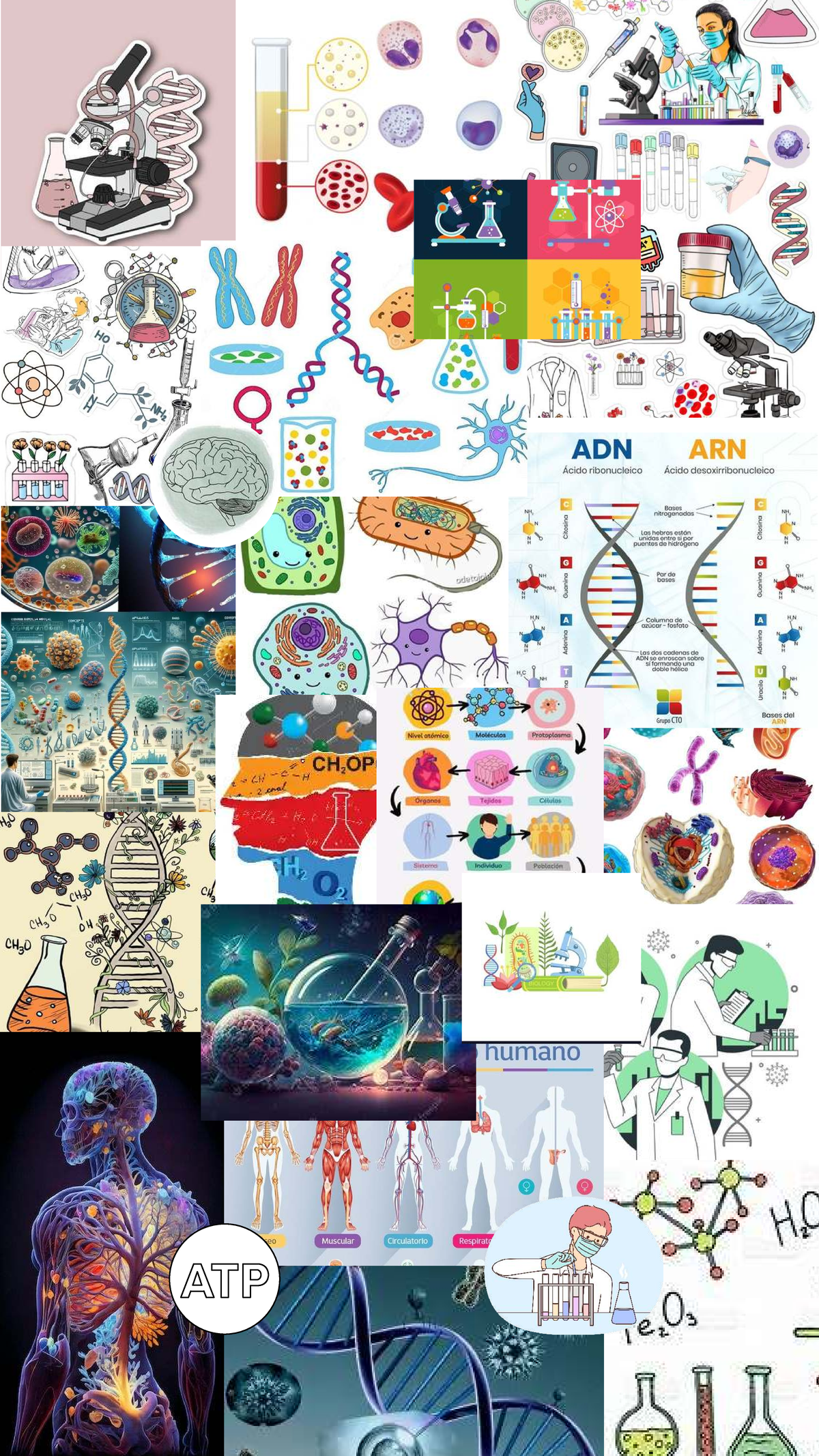 Collage de Bioquímica: ADN y ARN en Detalle - Studocu