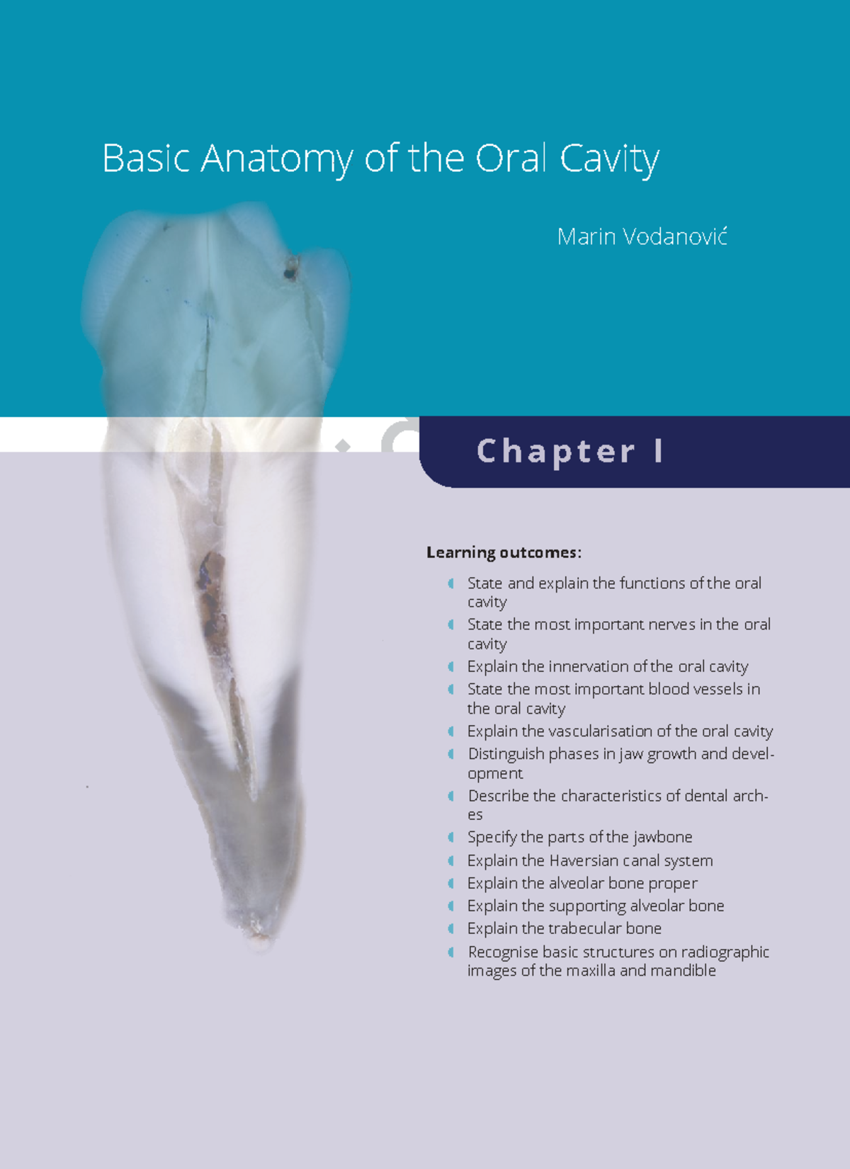 Basic Anatomy of the Oral Cavity: Chapter 1 - Human Teeth (B-M) - Studocu