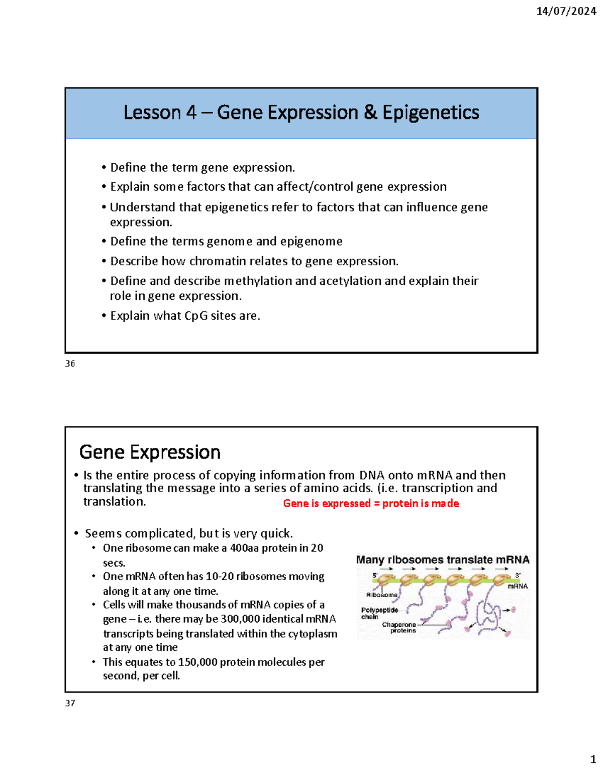 Gene Expression & Epigenetics Overview (EEE1921) - Studocu