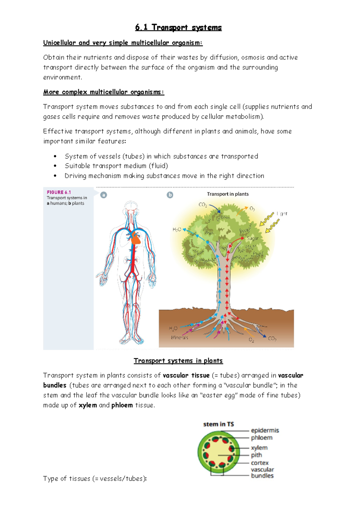 6.1 Transport Systems in Plants: Xylem and Phloem Functions - Studocu