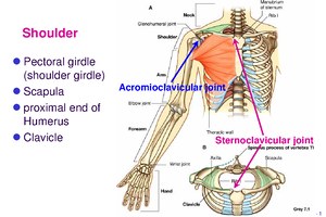 Radiographic Positioning & Procedures 1: Skull Finals Overview - Studocu