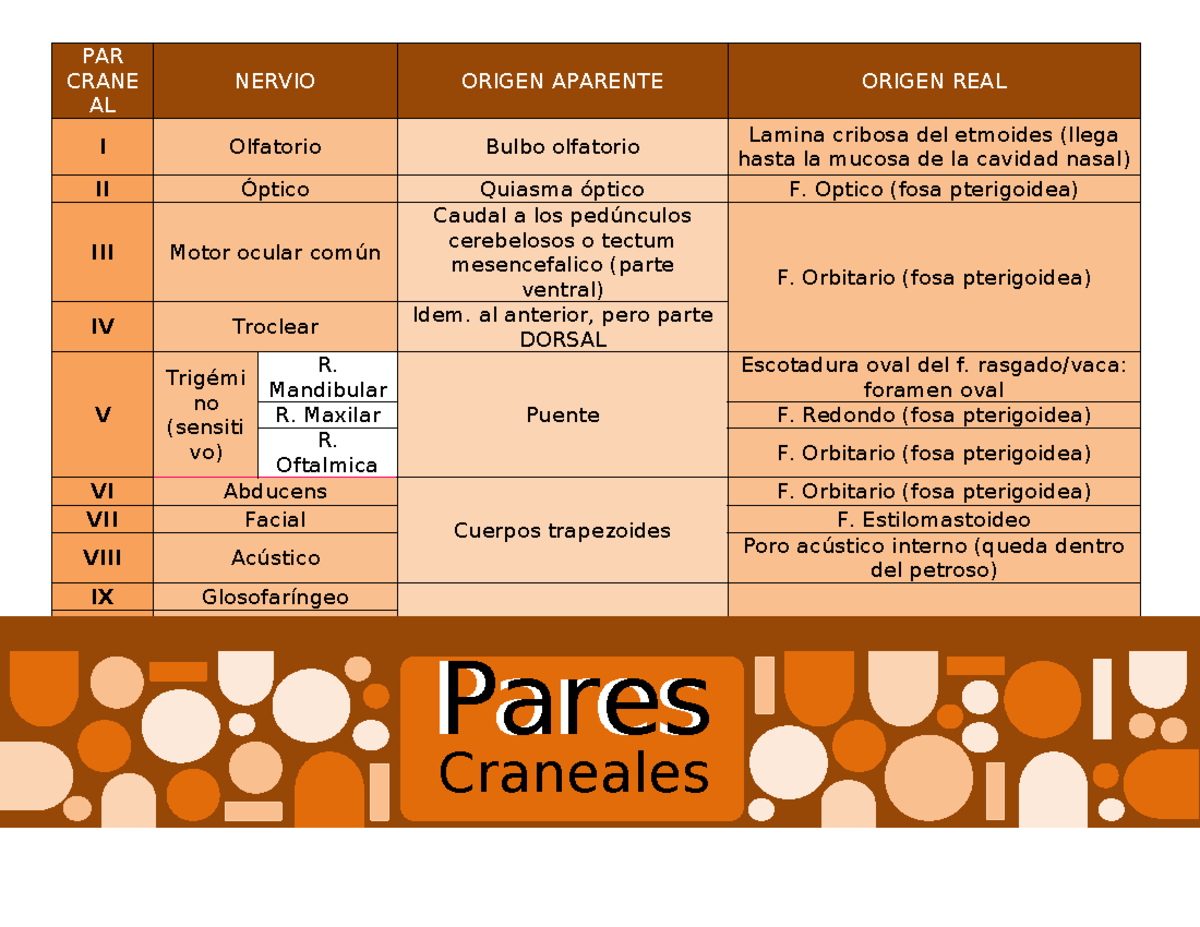 Pares craneales: origen aparente y real de los nervios - Studocu