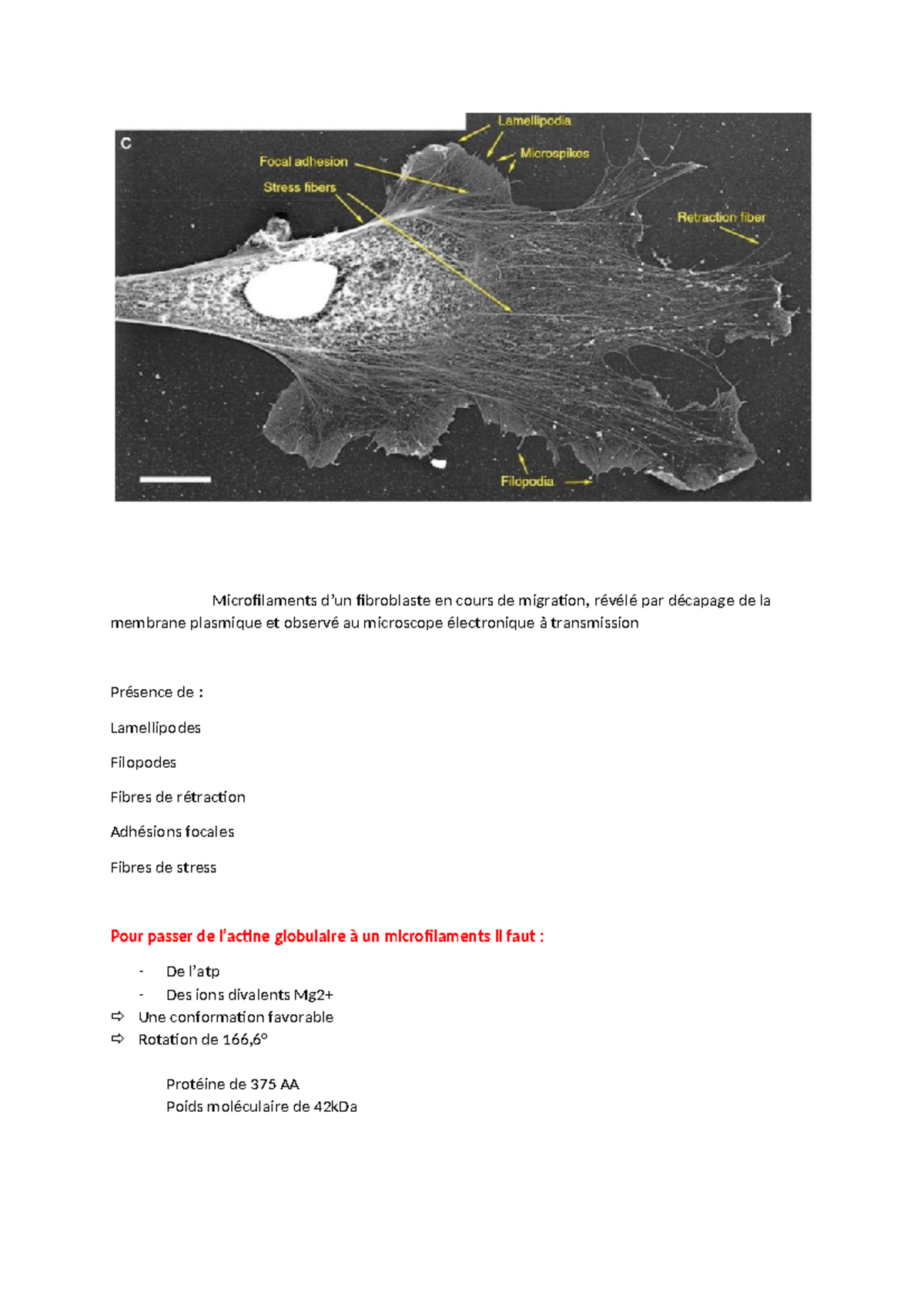 Cours sur les Microfilaments et Actine G - Biologie Cellulaire - Studocu