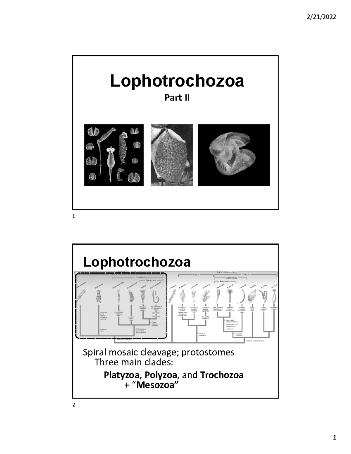 Lecture 8: Lophotrochozoa - Clades and Characteristics Overview ...