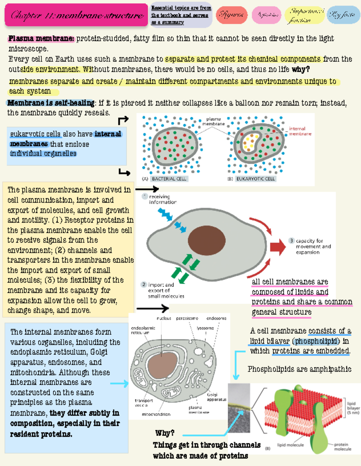 Cell biology chapter 11 - Chapter 11: membrane structure Plasma ...