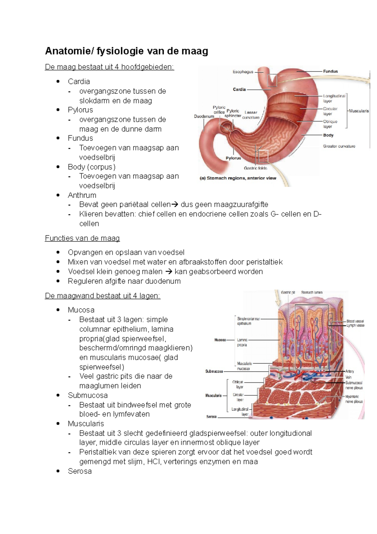 Anatomie Van De Volle Maag Maag Wikikids