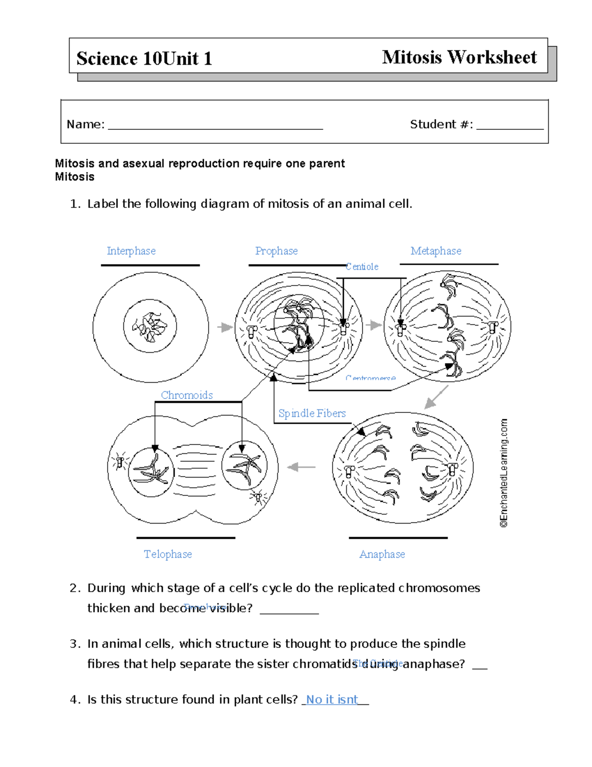 Mitosis-WS-1 - Madinatul Uloom Academy - Science 10Unit 1 Mitosis ...