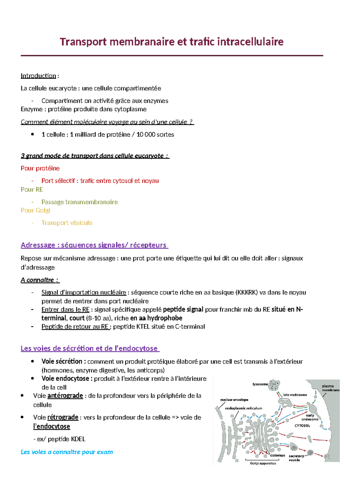 Transport Membranaire & Trafic Intracellulaire: Processus Clés en ...