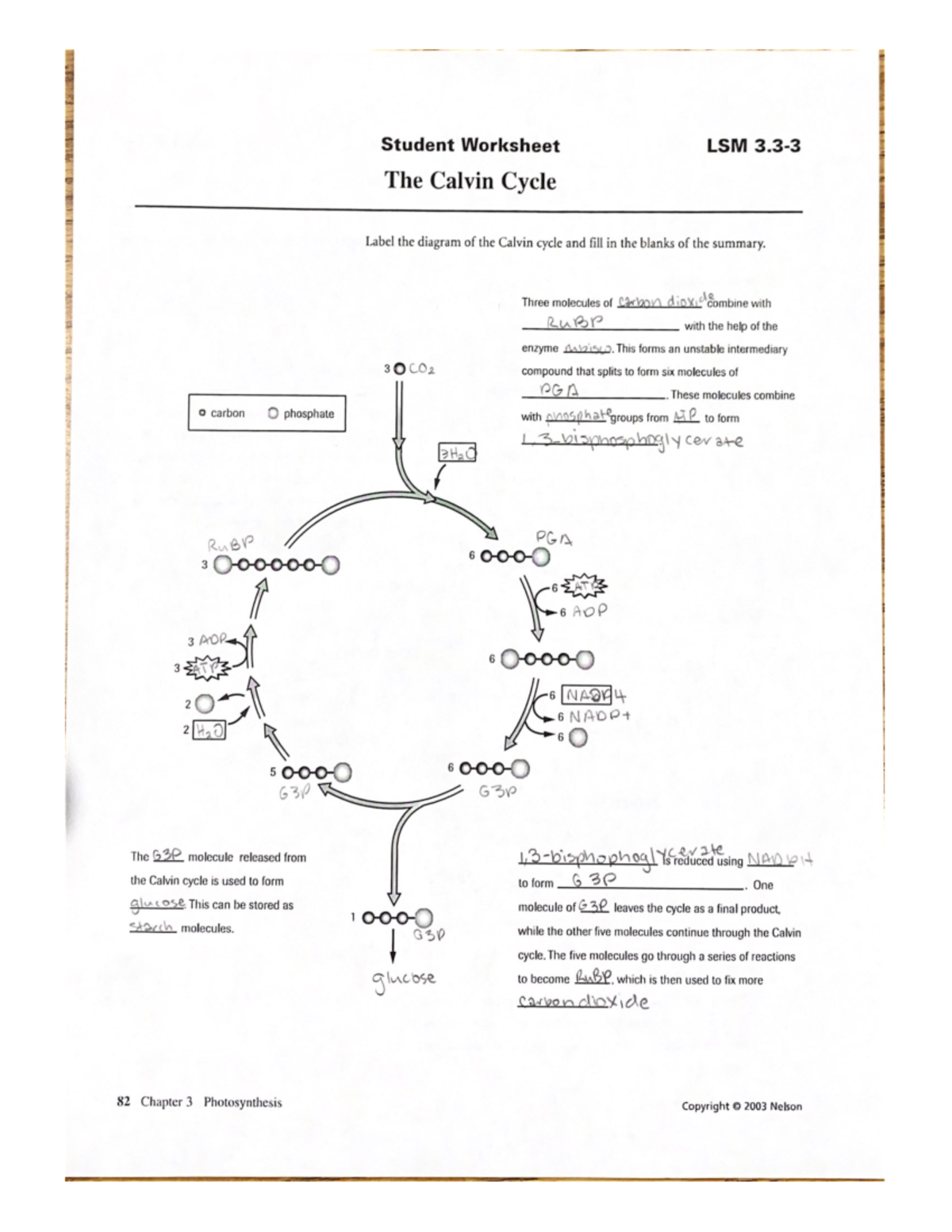 LSM - Student Worksheet on the Calvin Cycle and Photosynthesis - Studocu
