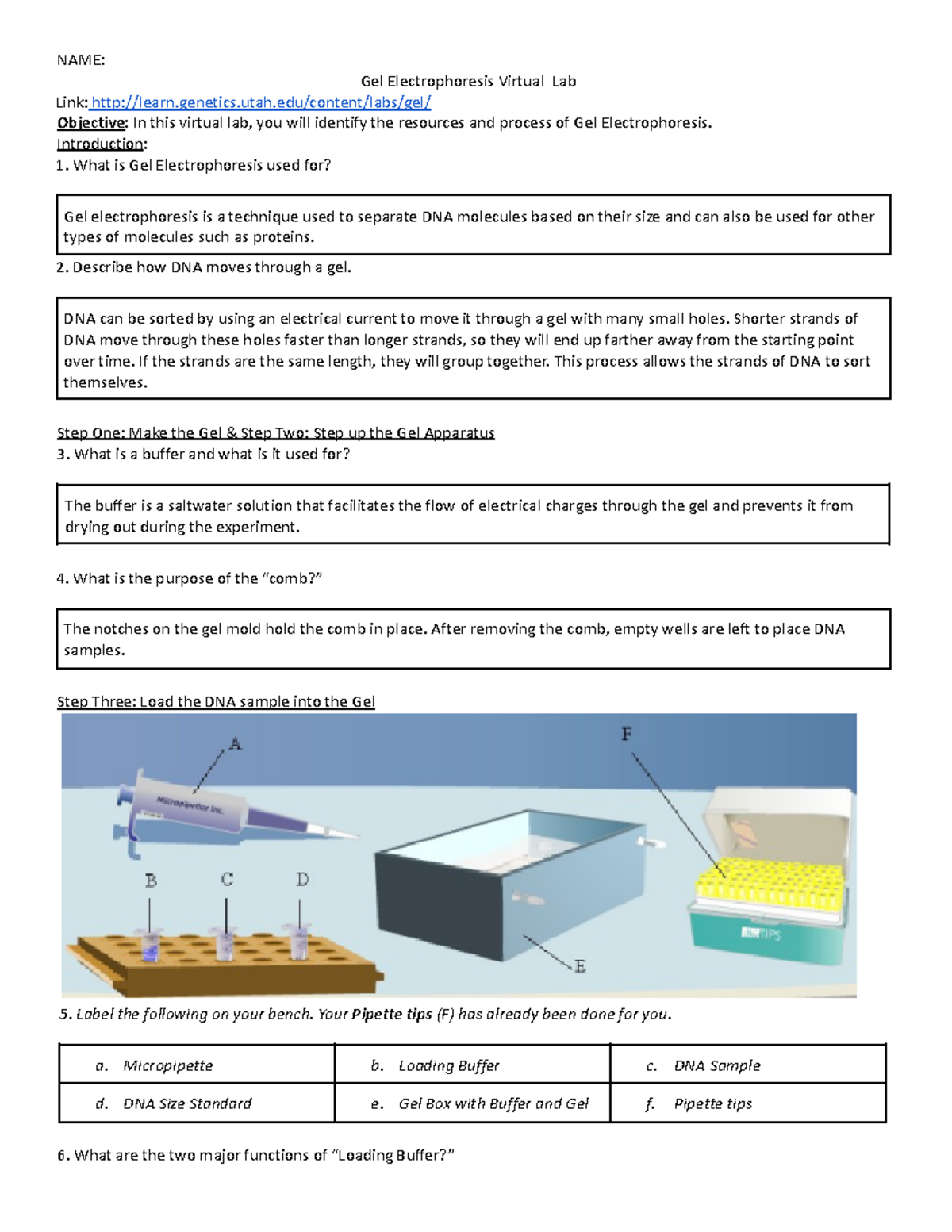 Gel Electrophoresis Virtual Lab Guide (BIO101 Lab Sheet) - Studocu