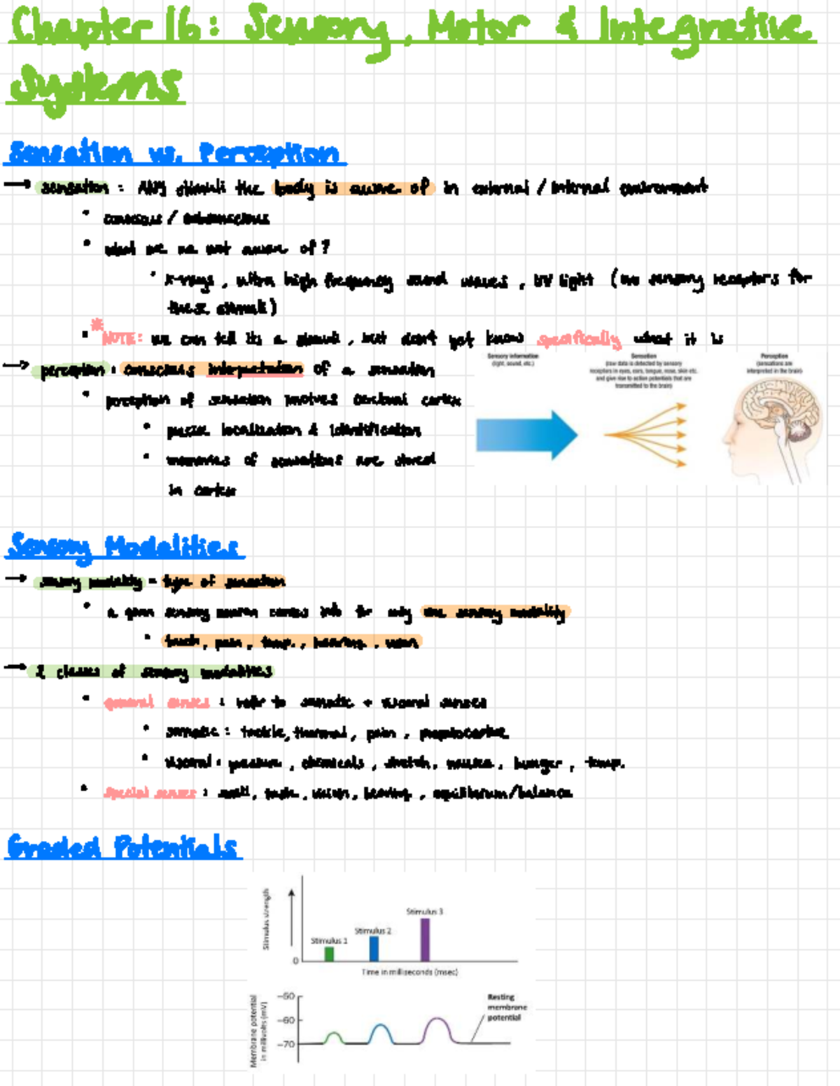 Chapter 16 Sensory, Motor Integrative - Chapter 16 : Sensory , Motor ...