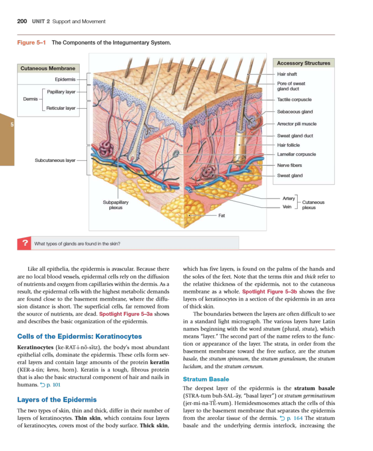 A&P 5: Integumentary System Overview and Key Concepts - Studocu
