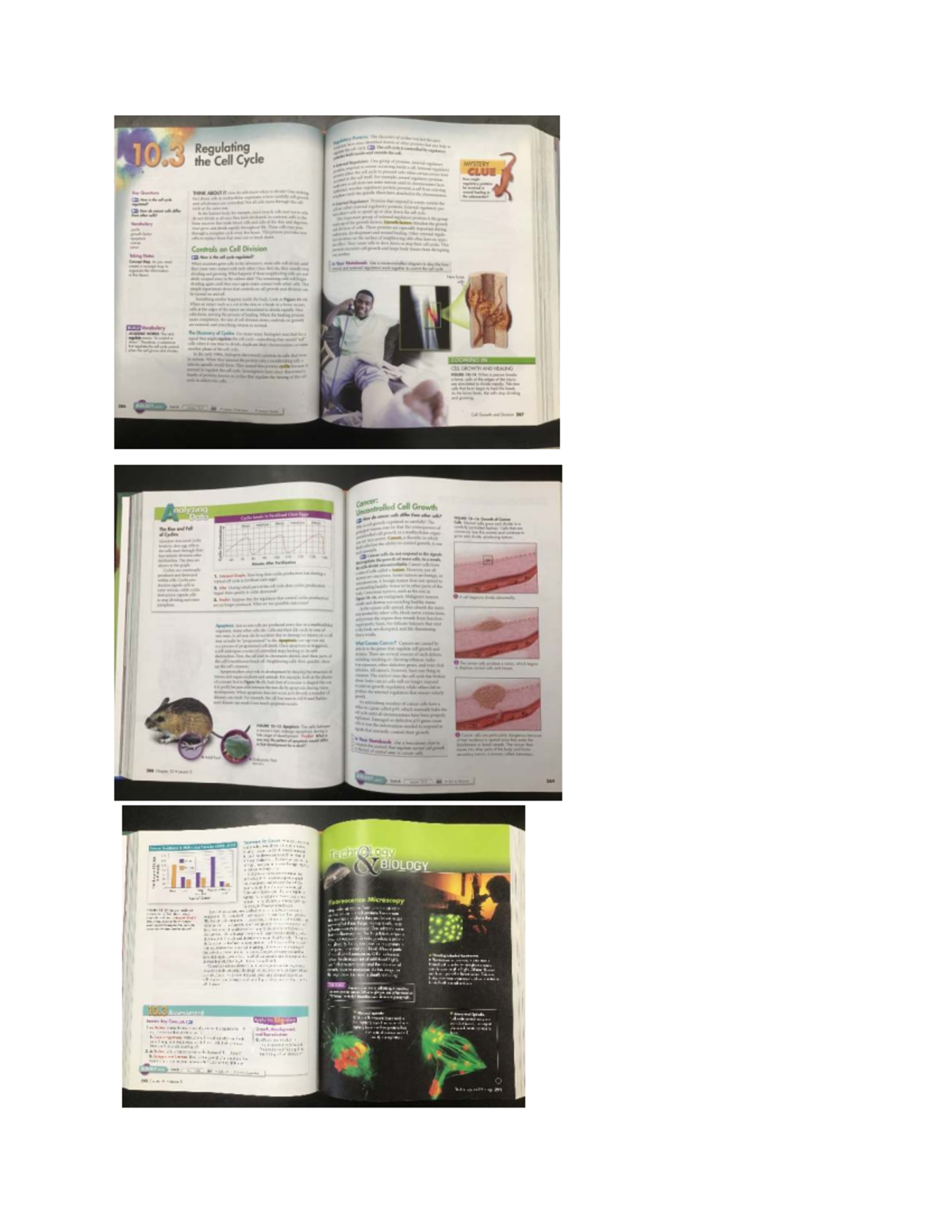Biology 101: Cell Division and Regulation - Key Concepts and Vocabulary ...