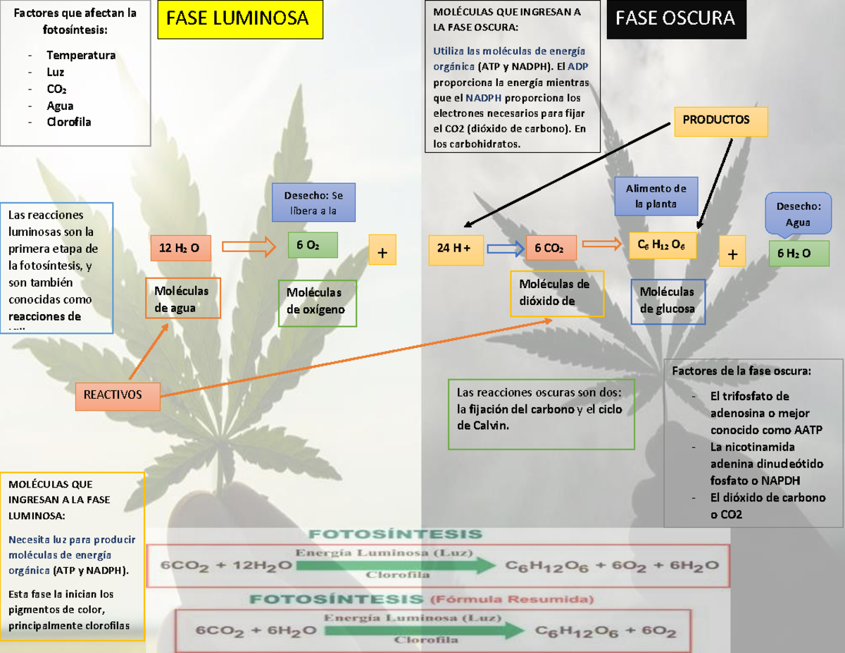 Diagrama De Reacciones Oscuras
